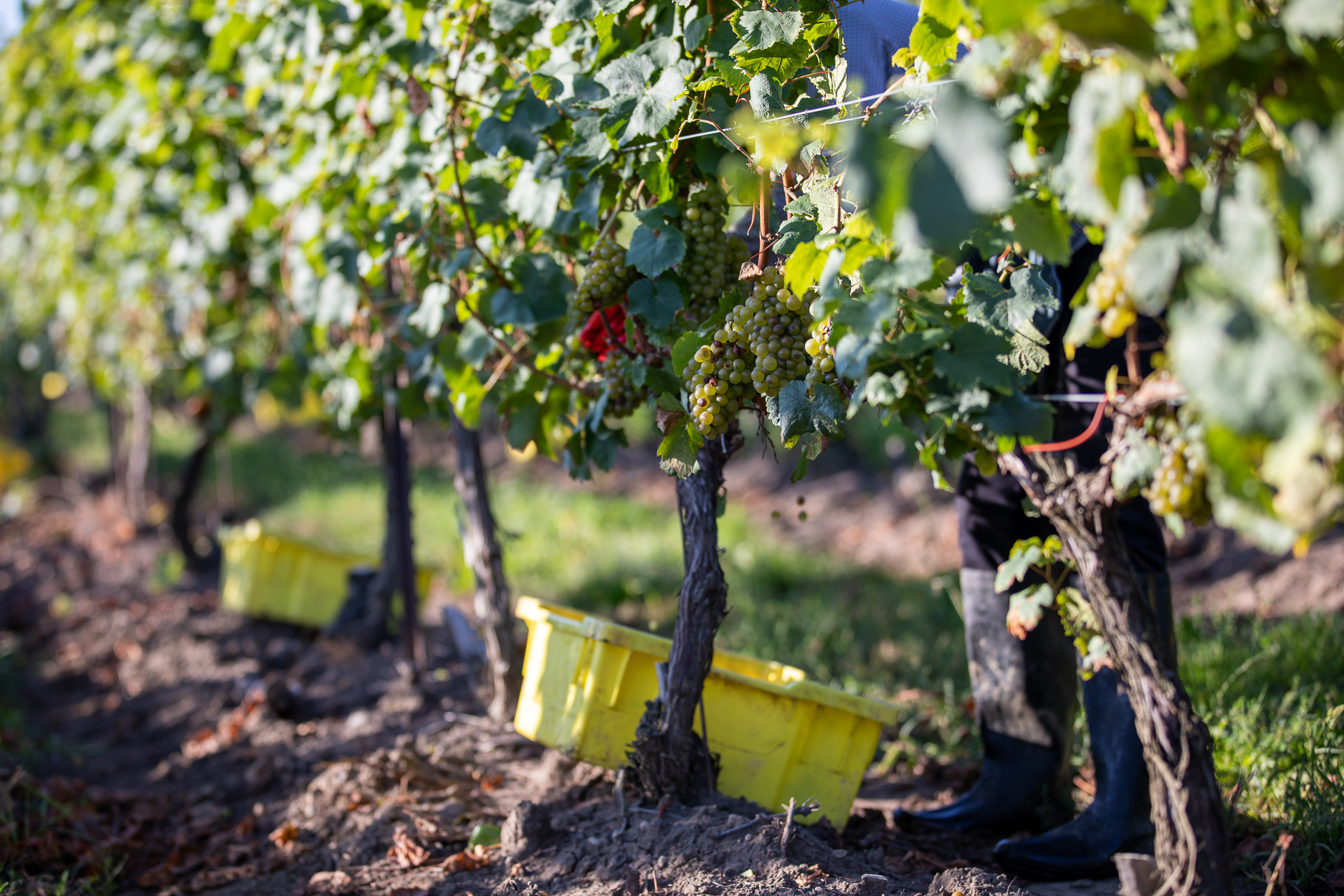 Reservation - Flat Rock Cellars